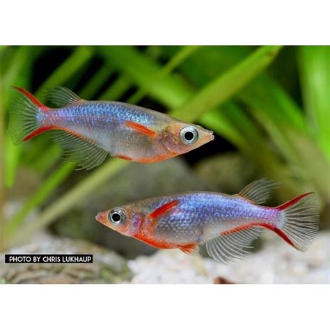 Neon Reisfisch Oryzias Woworae Dnz