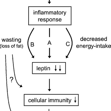 Plasma Leptin Concentration And Body Fat Mass In Tuberculosis Patients