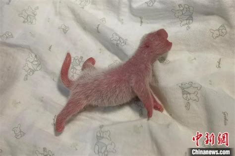 重庆动物园新生大熊猫宝宝满月首次亮相