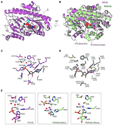 Crystal Structure Of Human RTCB In Complex With GMP And Co 2 749 A