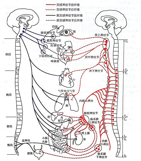 白话神经病学 神经系统的结构、功能与疾病 知乎