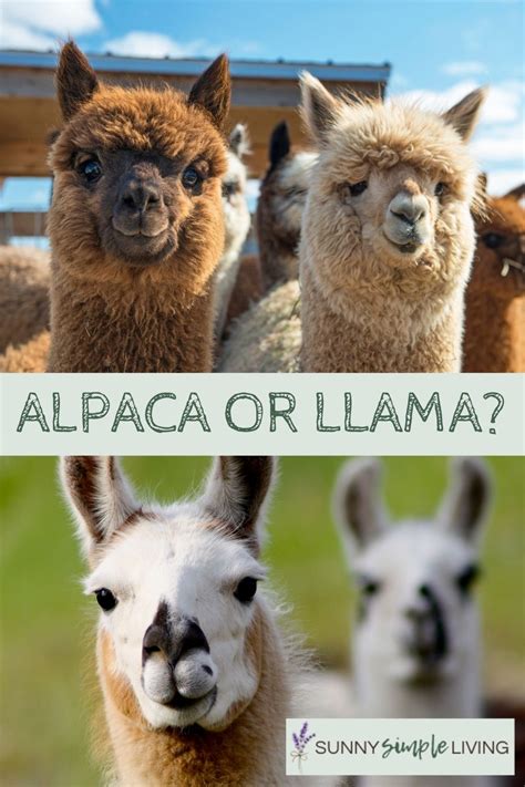 Whats The Difference Between An Alpaca And A Llama