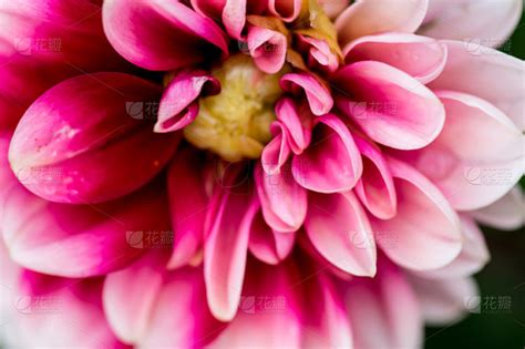 大特写多色的黄金分割水平画幅无人几何形状天鹅绒数学函数特写花蕾