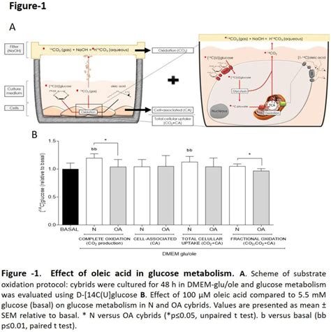 Thu0011 Analysis Of Metabolic Status In Cybrids Revealed Impaired