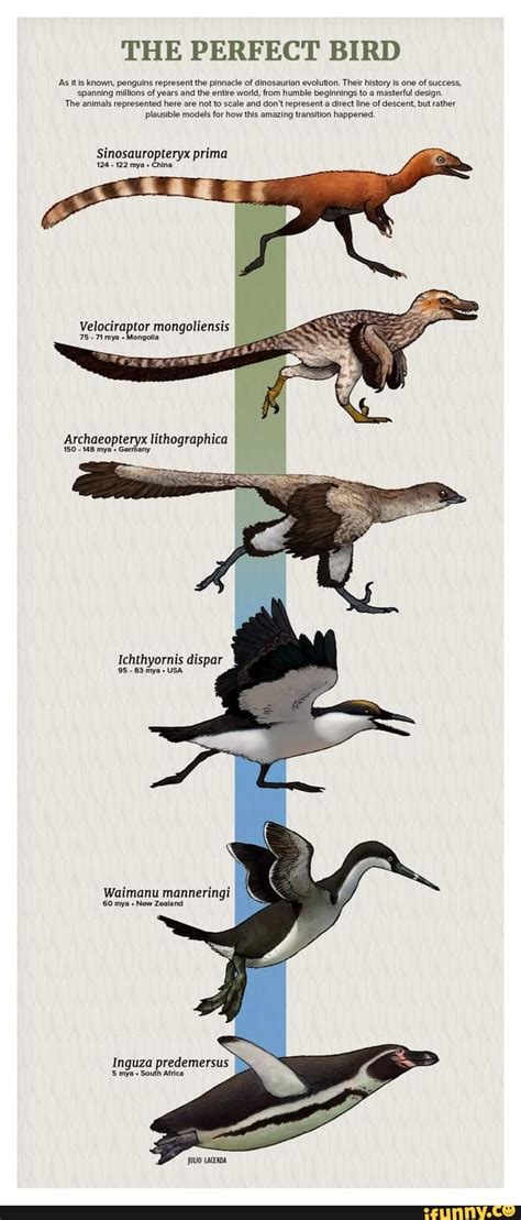 Archaeopteryx Lithographica Evolution