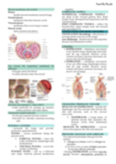 Solution Anatomy Respiratory System Notes Studypool