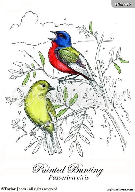 Bird Migration Patterns Cartoons And Comics Funny Pictures From