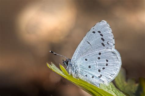 Schmetterling Insekt Entomologie Kostenloses Foto Auf Pixabay Pixabay