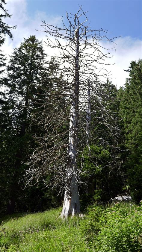 Dead Tree Branches Free Photo On Pixabay