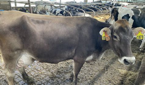 String Sampling For Milk Quality Qualitru Sampling Systems