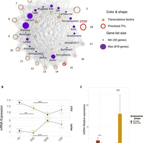 Transcription Factors Universally Regulating Endometrial Progression