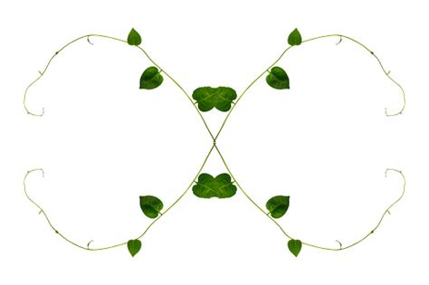 흰색 배경에 고립 된 하트 모양의 녹색 잎이있는 트위스트 정글 덩굴 리아나 식물 클리핑 경로포함 꽃 데사뉴 Hd 이미지와 대해상도 벽지로 사용할 수 있습니다 0명에 대한