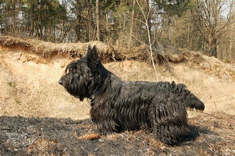 苏格兰梗犬