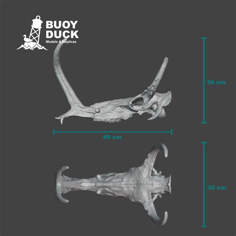 Stl File Synthetoceras Tricornatus Skull 💀 ・3d Printing Idea To