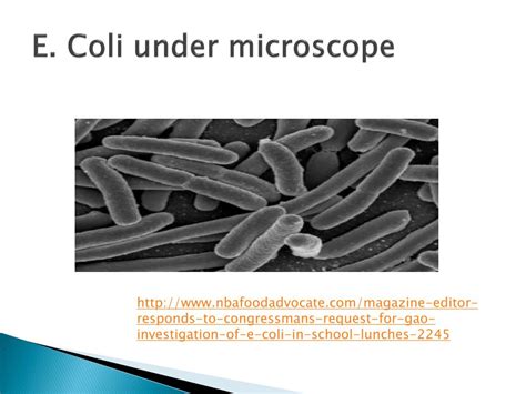 Ppt E Coli O157h7 Food Born Infection Powerpoint Presentation Free Download Id1171922