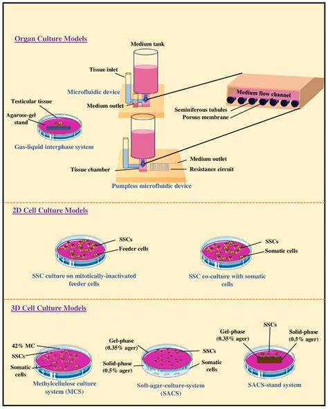 Schematic Representation Of Organotypic Culture Of Testicular Tissue Download Scientific
