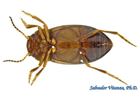 Coleoptera Dytiscidae Crinodessus Amyae Predaceous Diving Beetles Male