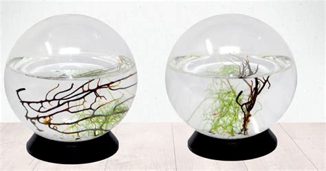 Amazon Ecosphere Closed Aquatic Ecosystem Only 48 53 The Freebie Guy®