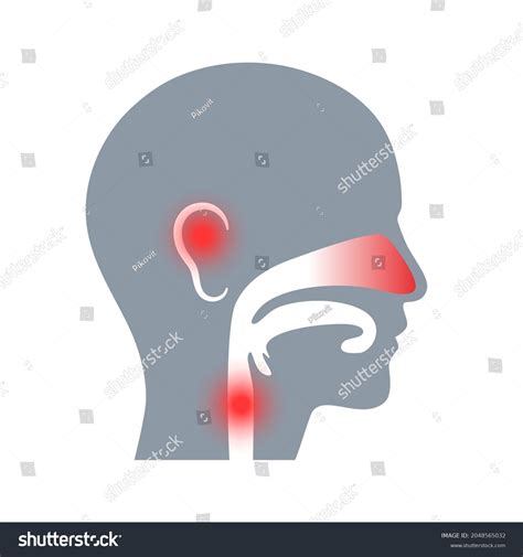 Ear And Nose Anatomy