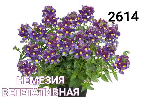 Рассада цветов и овощных культур ТХ Закировых - Немезия вегетативная