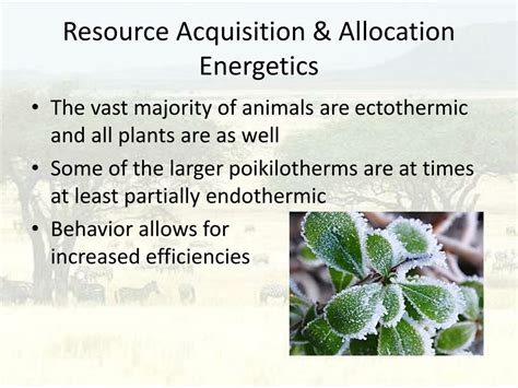 Ppt Resource Acquisition And Allocation Optimal Foraging Theory Powerpoint Presentation Id 1096927