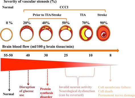 Advances In Chronic Cerebral Circulation Insufficiency Zhou 2018