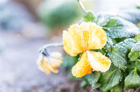 Welcome Spring With Colorful Pansies Platt Hill Nursery Blog And Advice