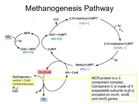 Archaea methanogens