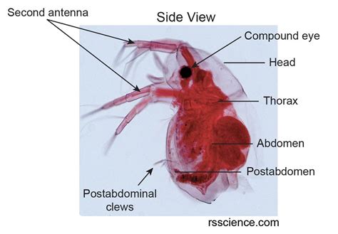 Daphnia Biology Classification Characteristics And Reproduction Rs Science