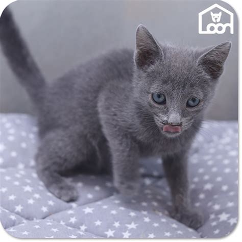 러시안블루 책임분양 시바견수명 푸들무료분양 대전고양이분양 제페니스스피츠 강아지보호소 시바견특징 유기견분양 평택강아지분양 강아지무료분양 유기견무료분양 유기묘입양