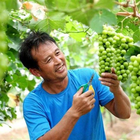 【图话】万荣东苏冯村葡萄长势喜人 丰收在望种植南张乡套袋