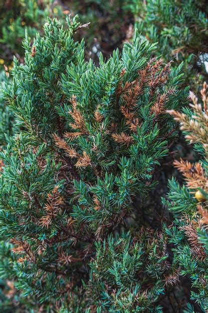 Deciduous Conifers Images Free Download On Freepik
