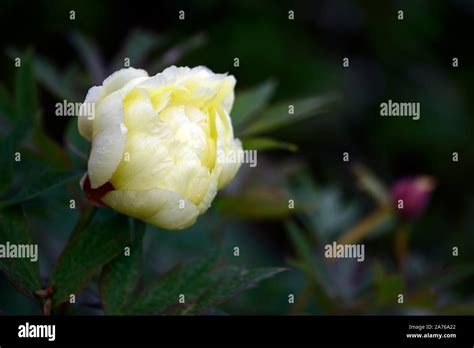Paeonia Lutea Hybrid Tria Lutea Hybrid Tree Peony Tree Peony Tria