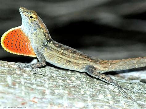 Anolis Sagrey Loja De Repteis E Alimento Vivo E Ratos Alimento Cobras