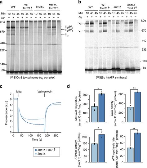 Modulation Of Mitochondrial Protein Sorting Considerably Restores The Download Scientific