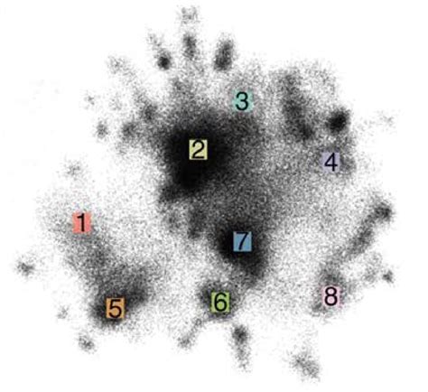 Cuttlefish Camouflage Gets Complicated Ars Technica