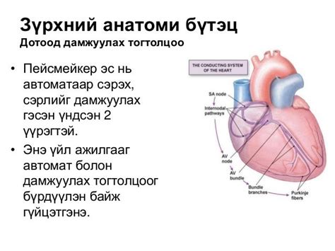 цусны эргэлтийн тогтолцооны физиологи