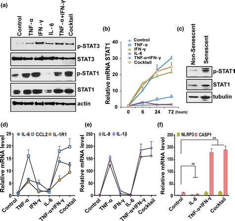 Tnf‐αifn‐γ Synergy Accentuates Inflammation In A Stat‐dependent