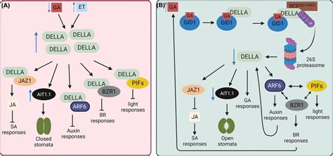 DELLA Signalling Hub A Low Gibberellins GA Hormone Levels And High