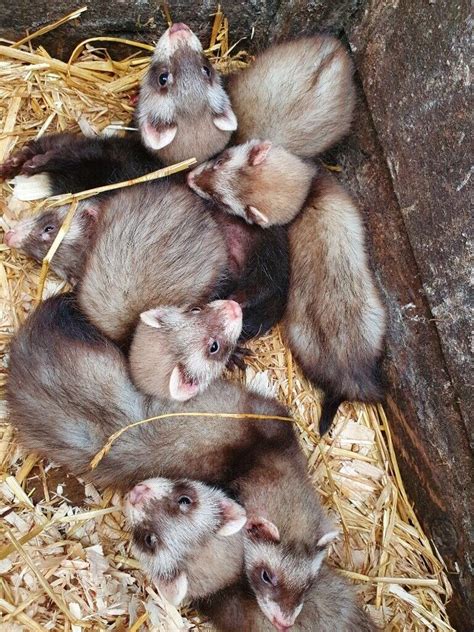 Polecat Ferrets 8 Weeks Old In Bellshill North Lanarkshire Gumtree