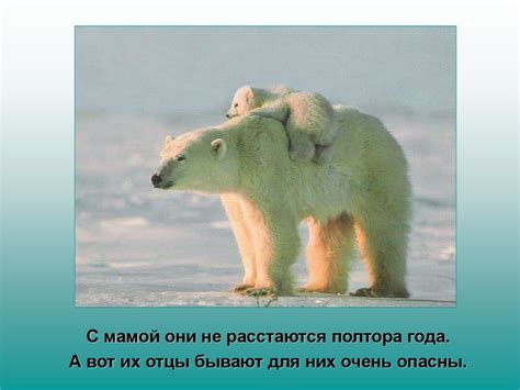 «Животные Красной Книги Белый медведь презентация онлайн