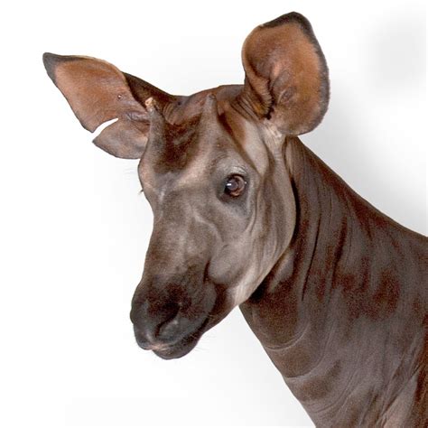 Okapi Tongue Ear