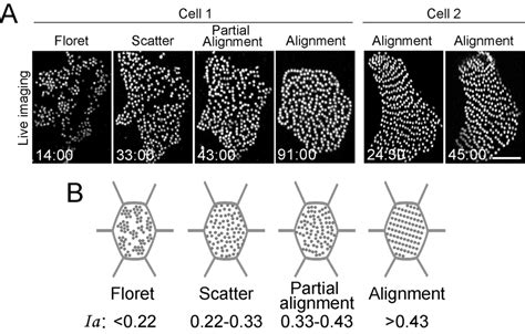 Live Imaging Of Gfp Centrin2 Mouse Tracheal Epithelial Cell Which