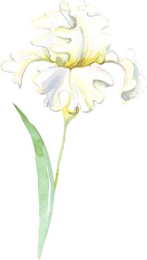 Aquarell Iris Blume Handgemalt Illustration 22157160 Png