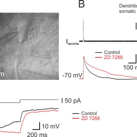 Propagation Of Artificial Epsps Along The Somatodendritic Axis Of Da Download Scientific