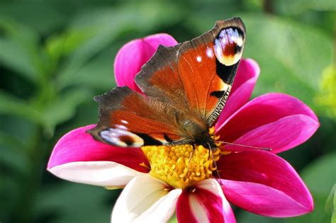 Peacock Butterfly Free Photo On Pixabay Pixabay