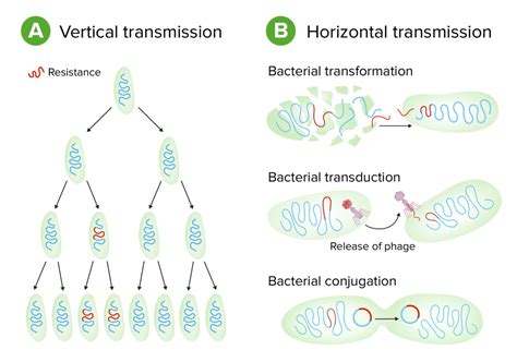 Bacteriology Concise Medical Knowledge