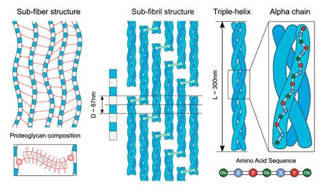 1 Schematic Representation Of Collagens Hierarchical Structure At Download Scientific