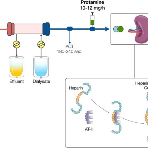 Citratecalcium Complex The Separation Between The Two Positive