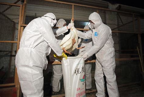 Hong Kong Confirms Deadly Bird Flu Case Newscenterd